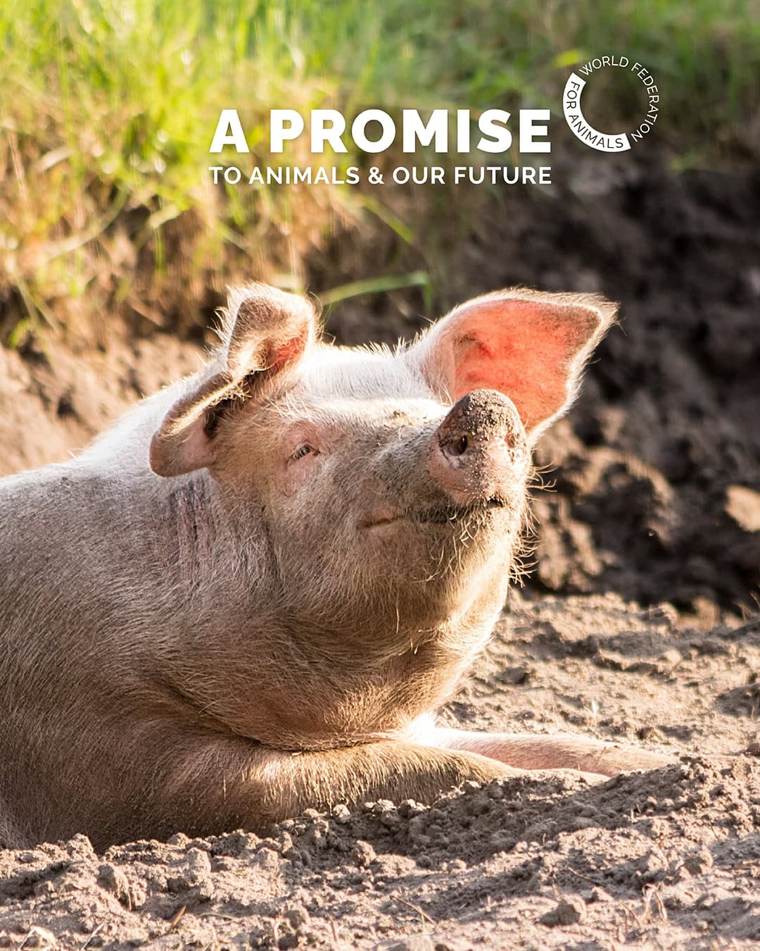 A Promise to Animals & Our Future by WFA