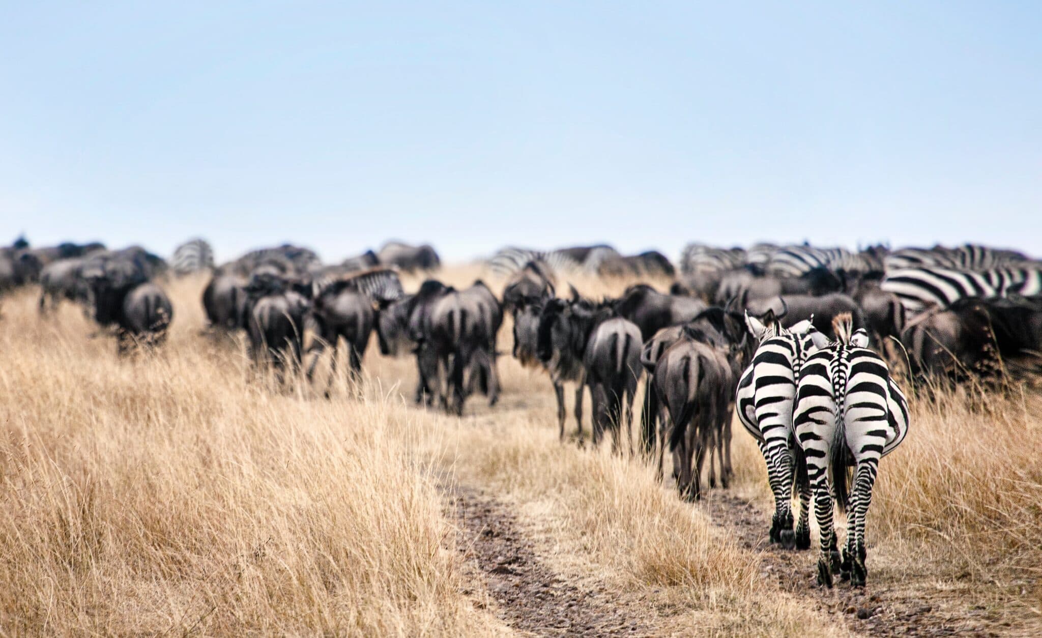 World Federation for Animals – Achieving global impact for animals ...