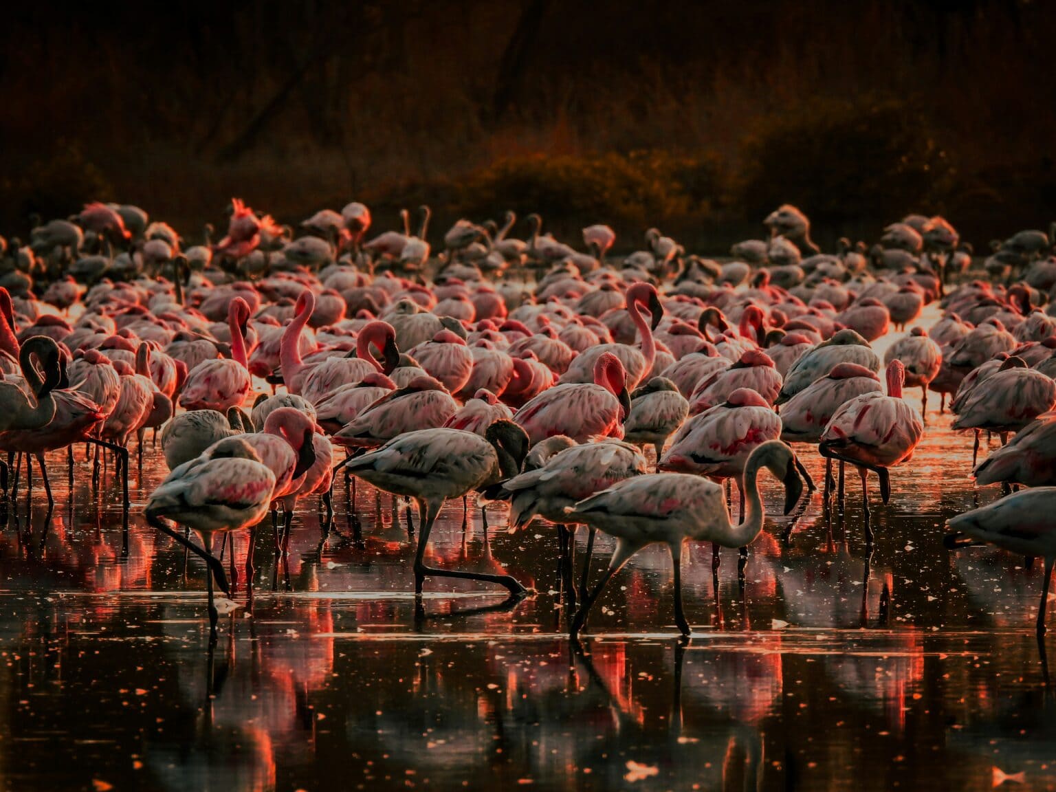 World Federation for Animals – Achieving global impact for animals ...