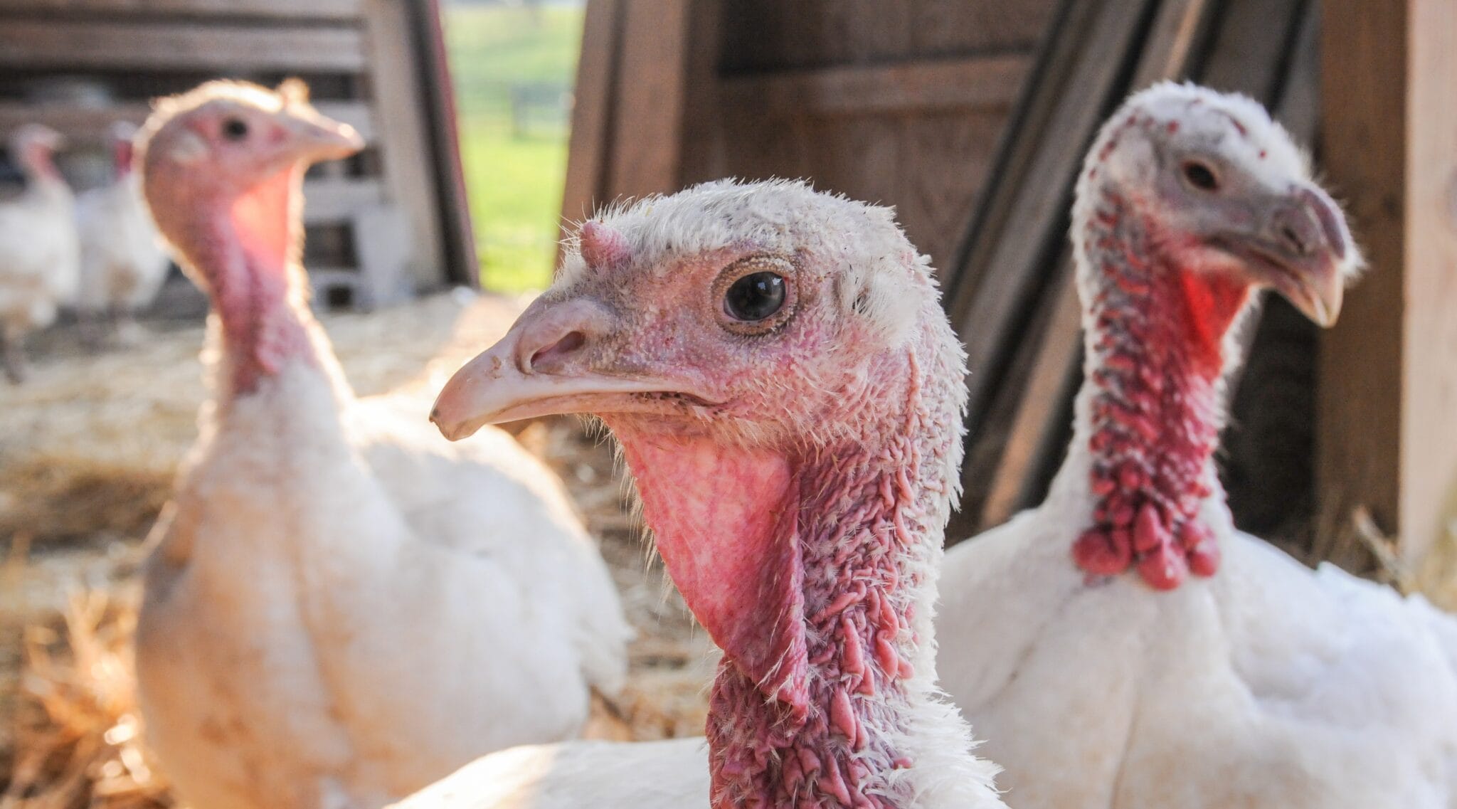 World Federation for Animals – Achieving global impact for animals ...